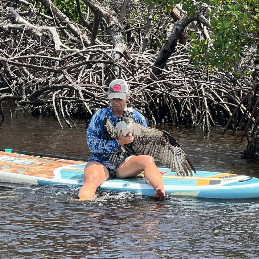Osprey entangled in fishing line rescued - SANIBEL-CAPTIVA - Island ...